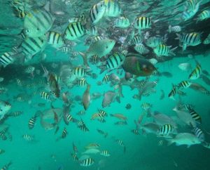 Looc Bay Marine Refuge and Sanctuary